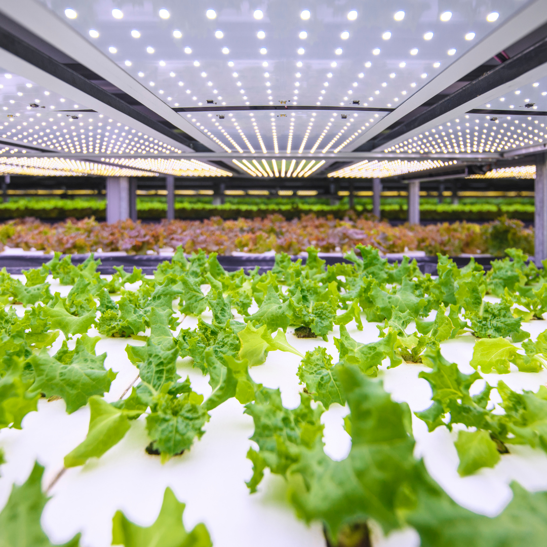 Organic Farming Fights Climate Change | Earthbound Farm Canada