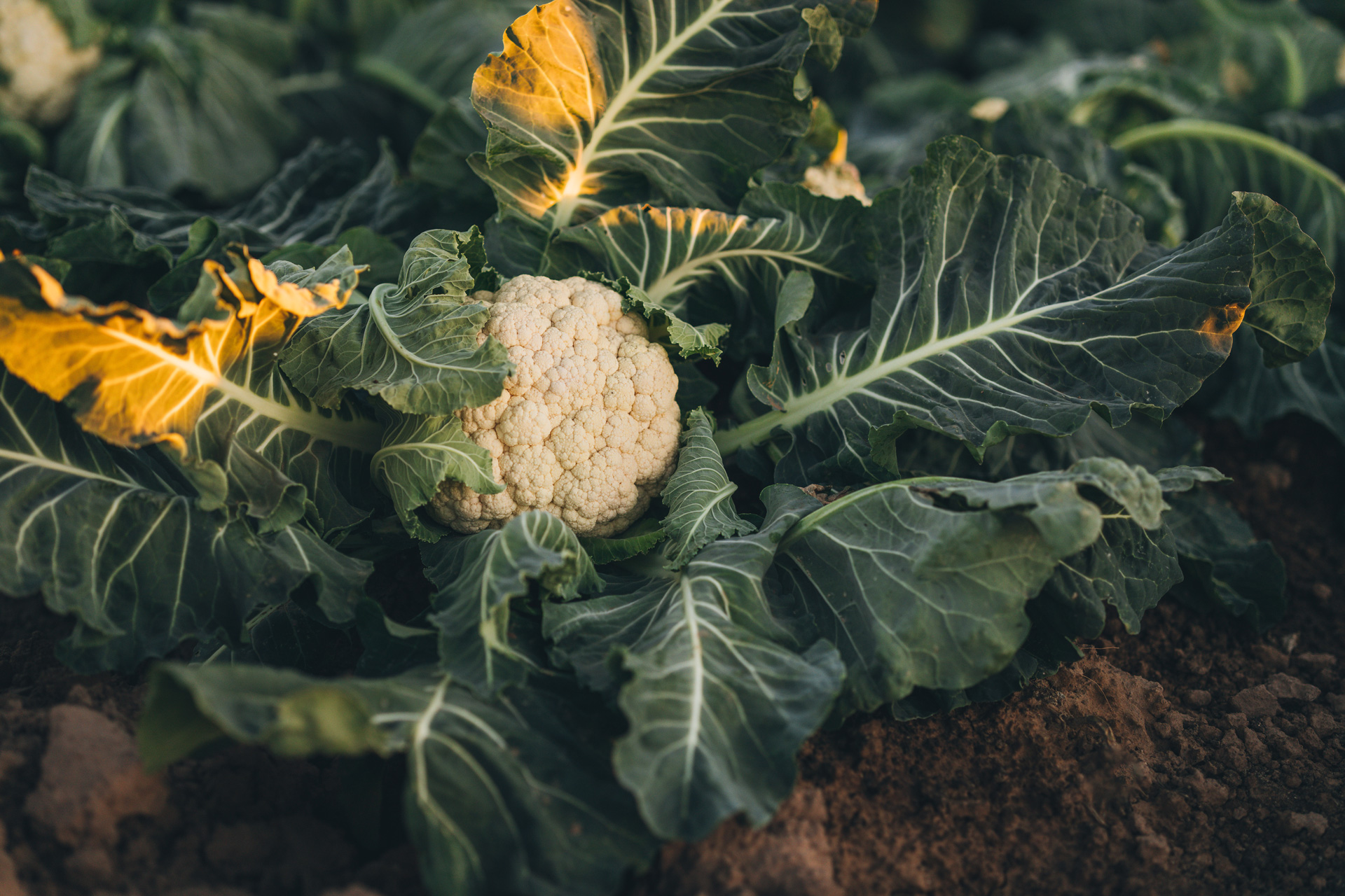 Contact Us | Earthbound Farm Canada